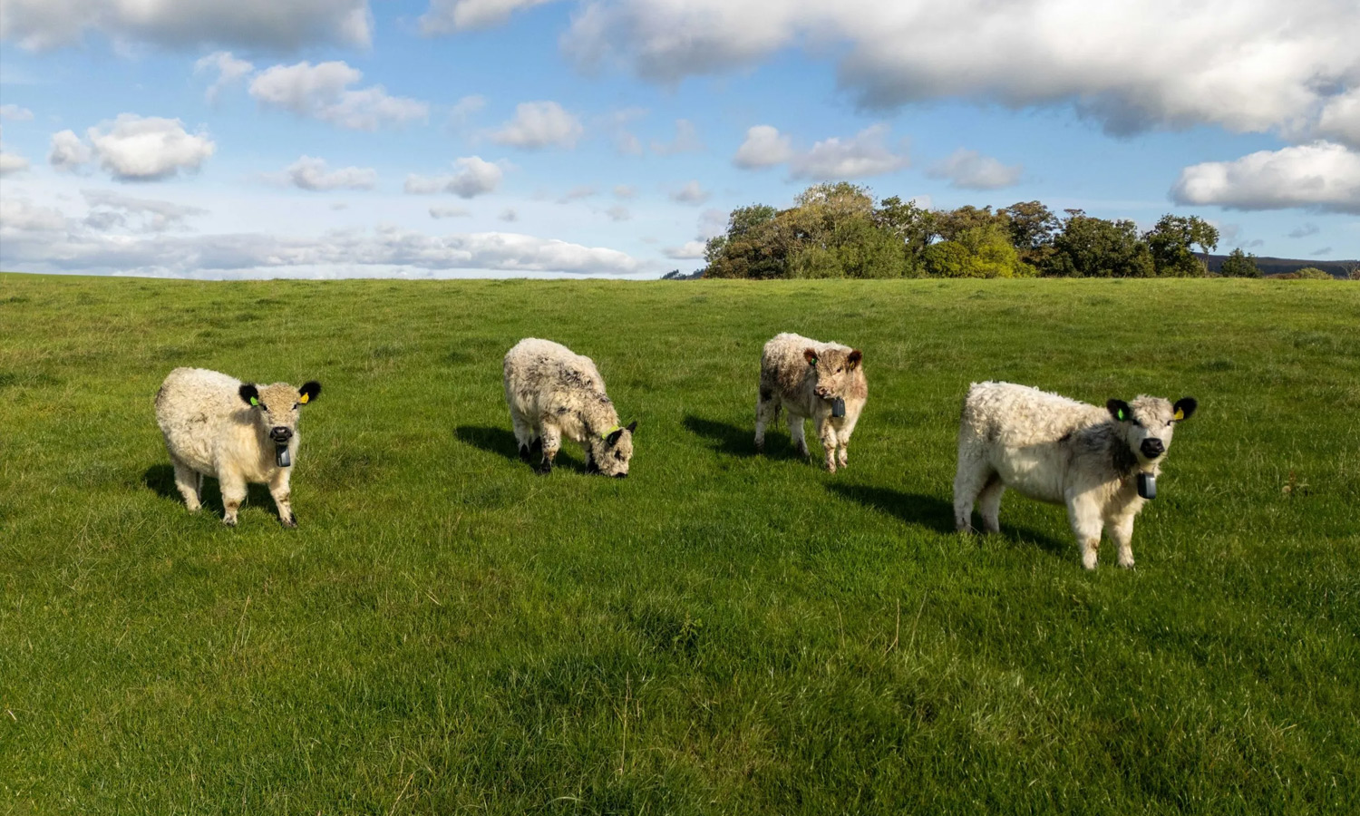 The First of Our Native Cattle Are Here! - Broughton Sanctuary