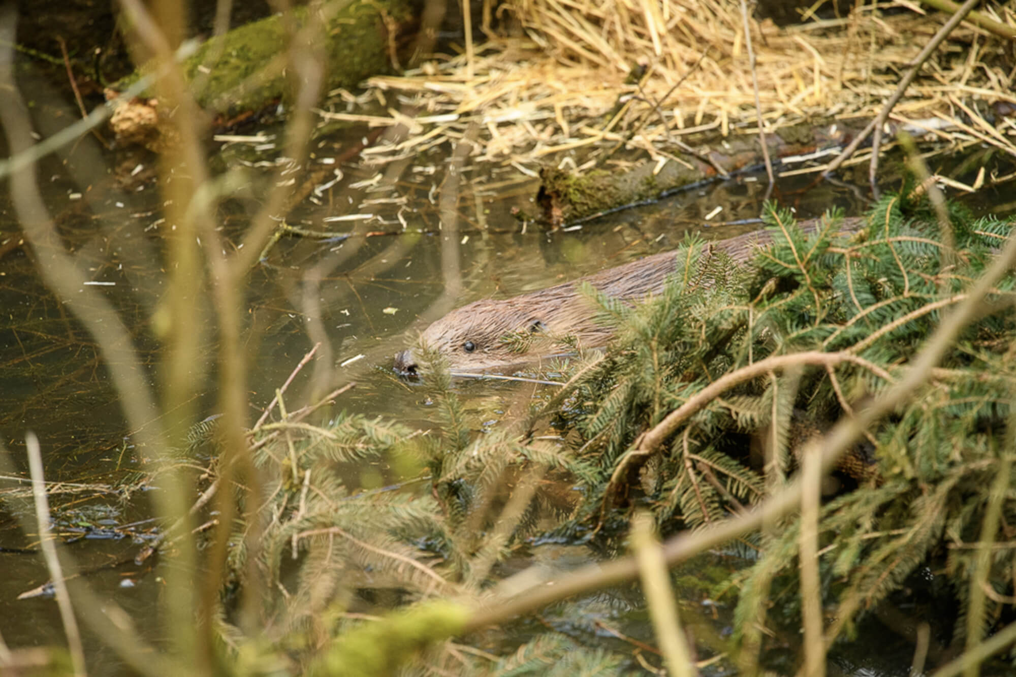 The arrival of the beavers - Broughton Sanctuary